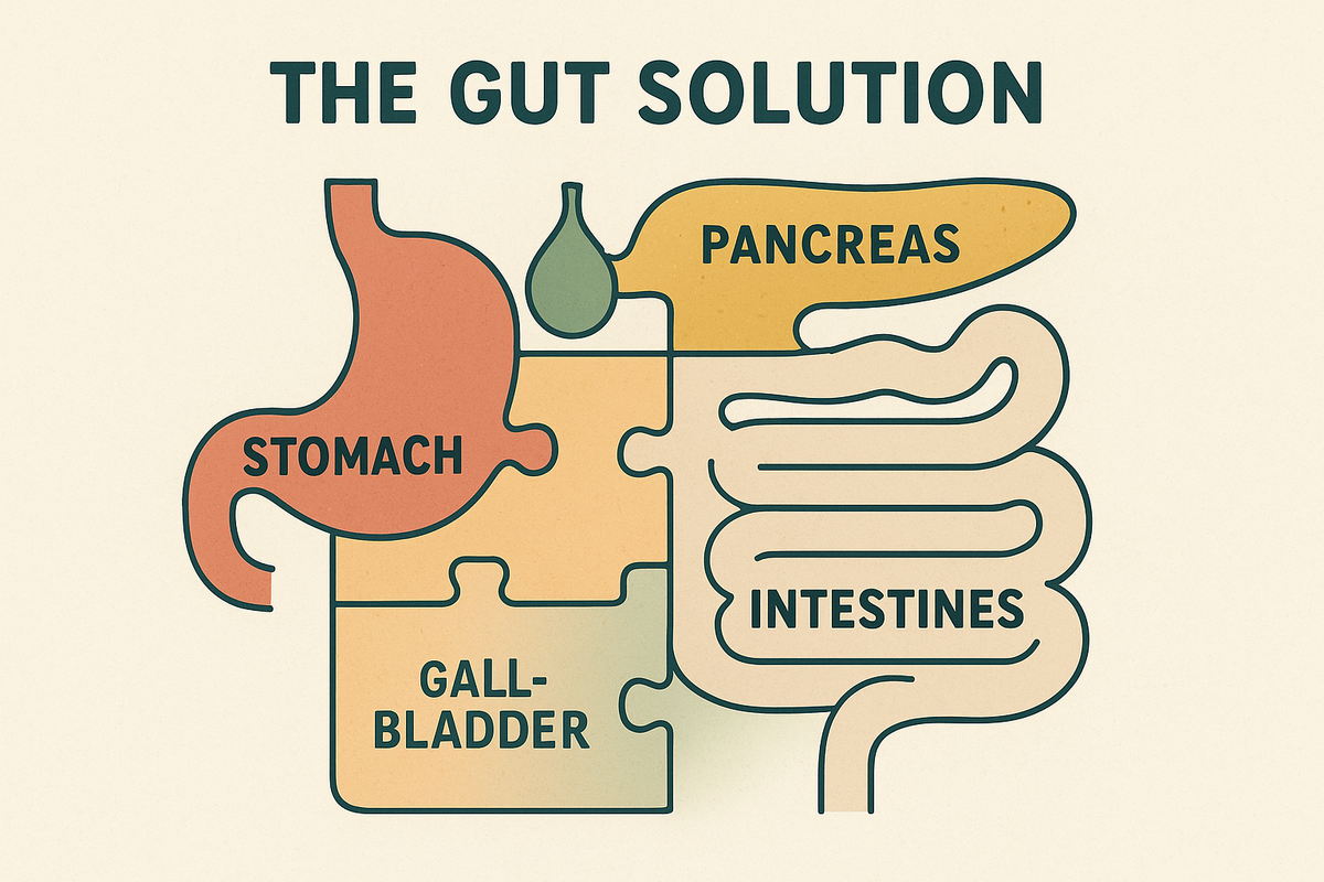 Organ Supplements for Digestion – The Gut Health Solution? – PrimalRx